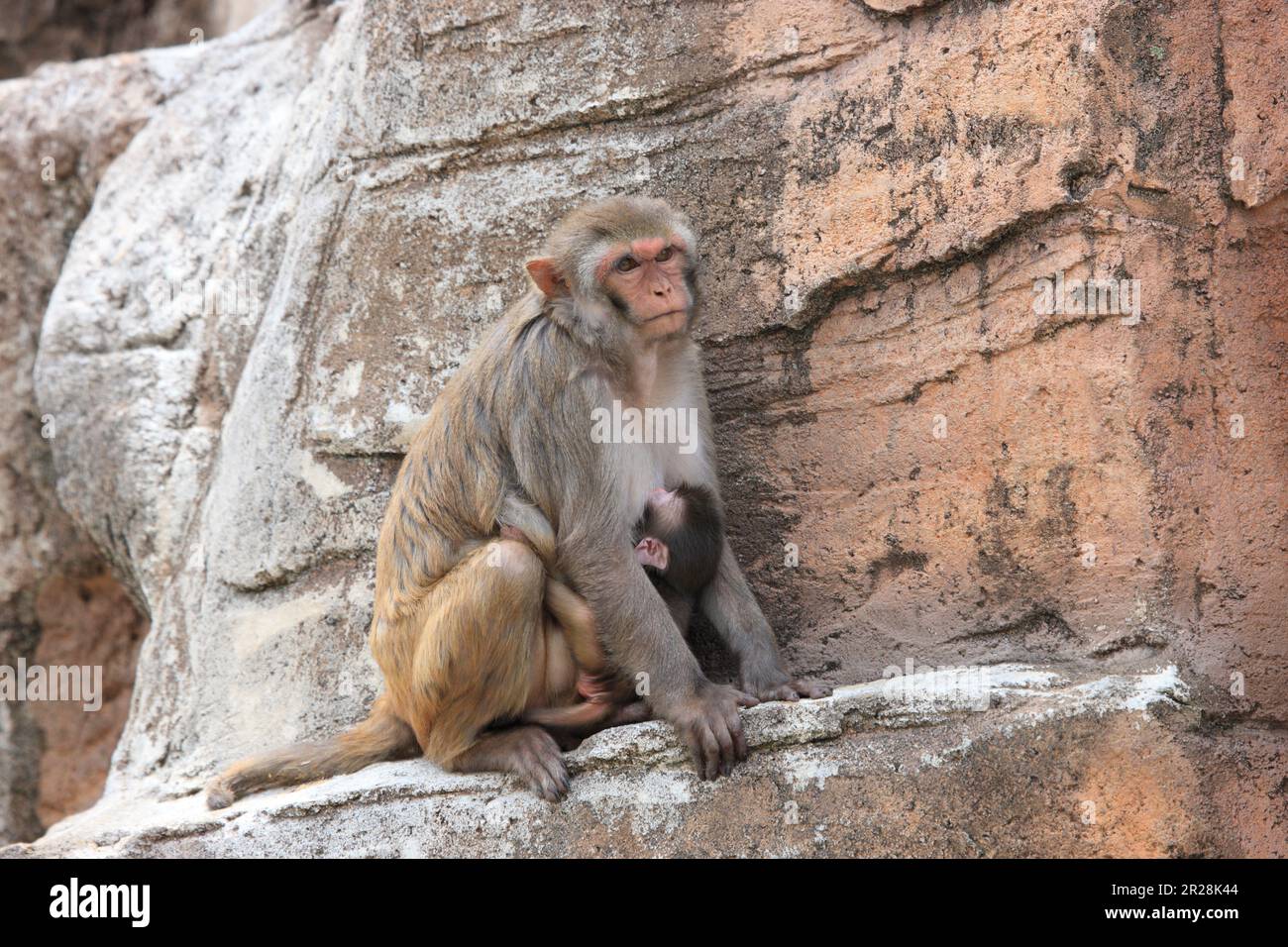 Parent Rhesus monkey with the child Stock Photo - Alamy