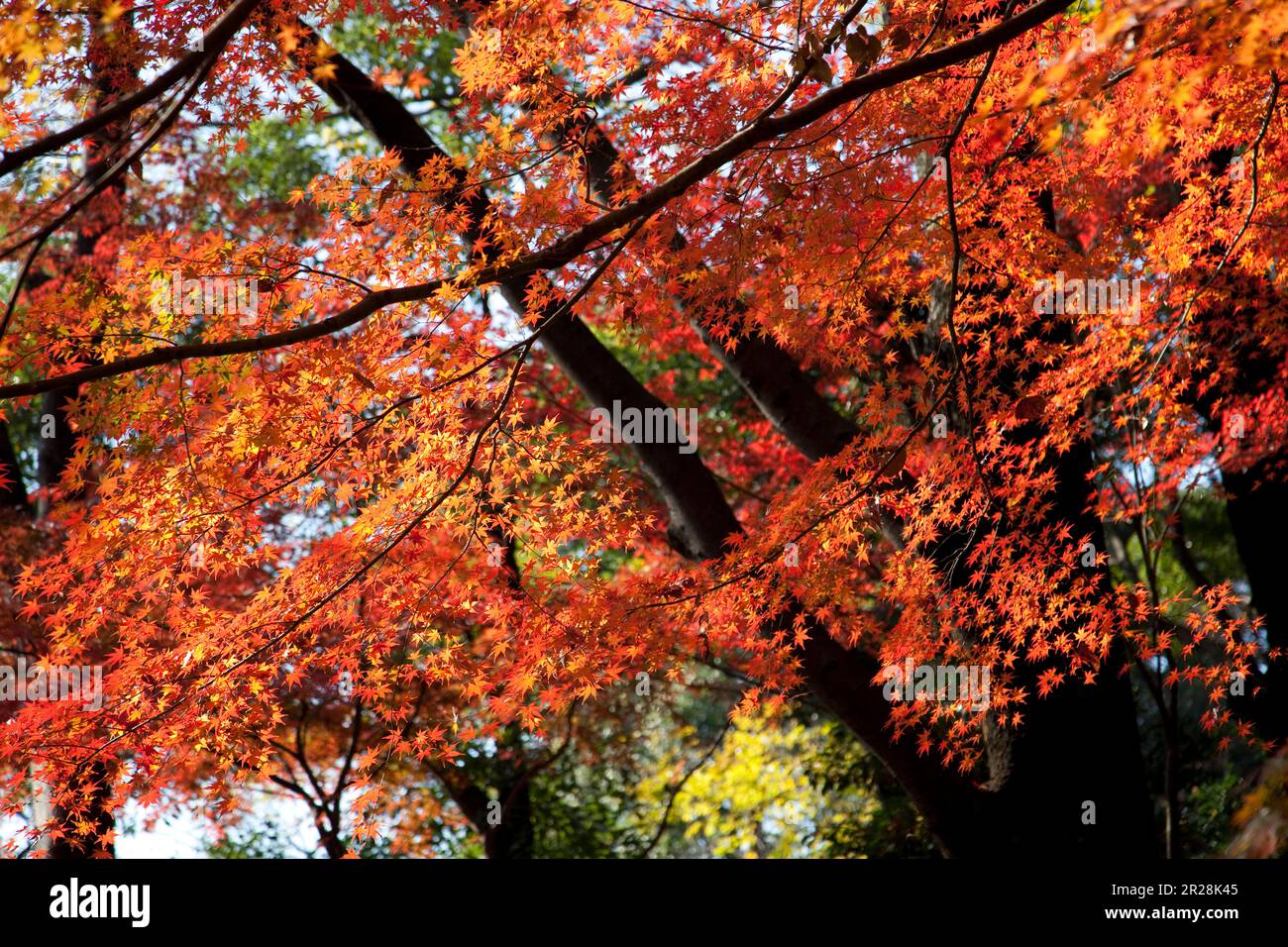 Maple autumn leaves Stock Photo - Alamy
