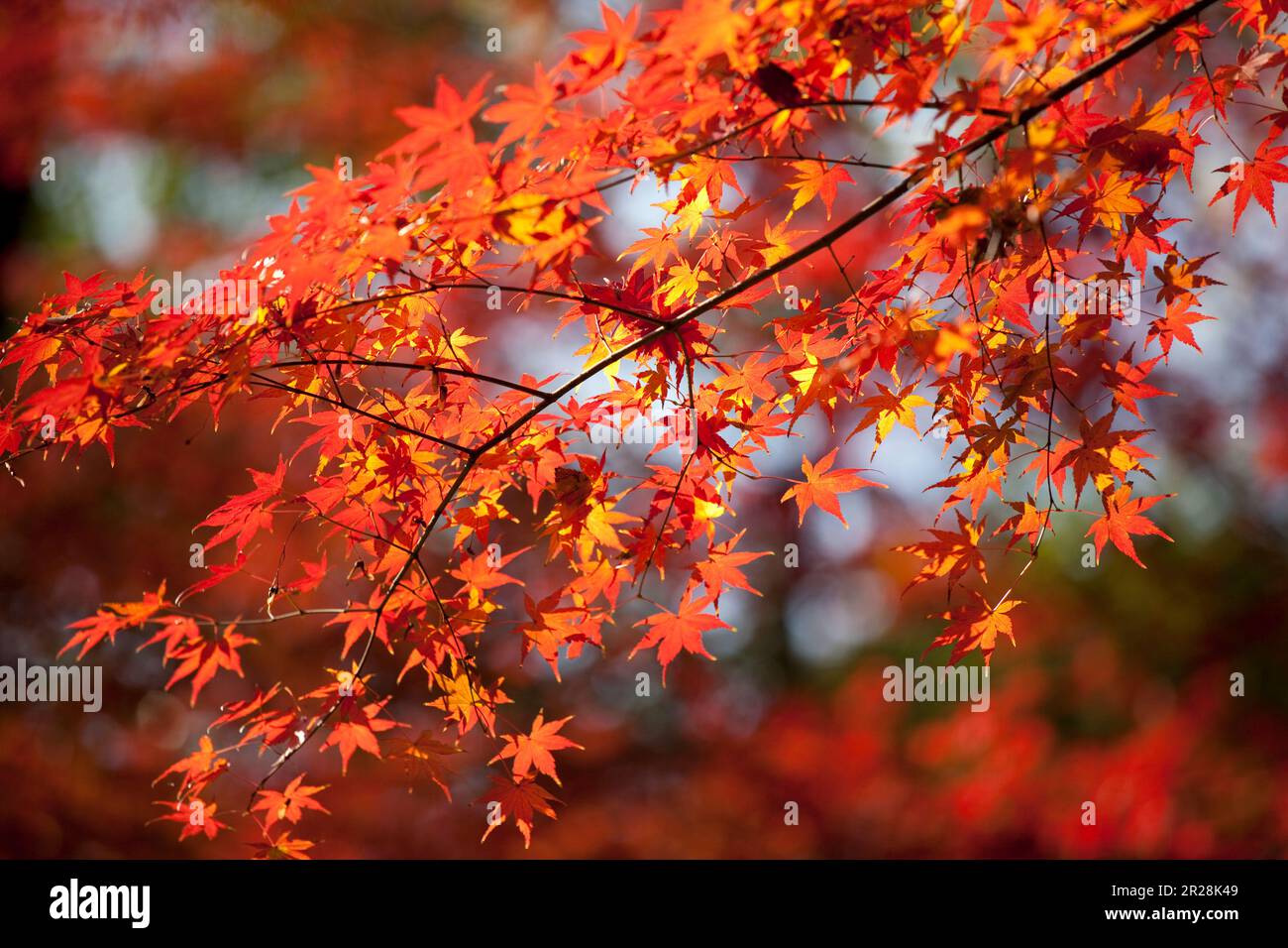 Maple autumn leaves Stock Photo - Alamy