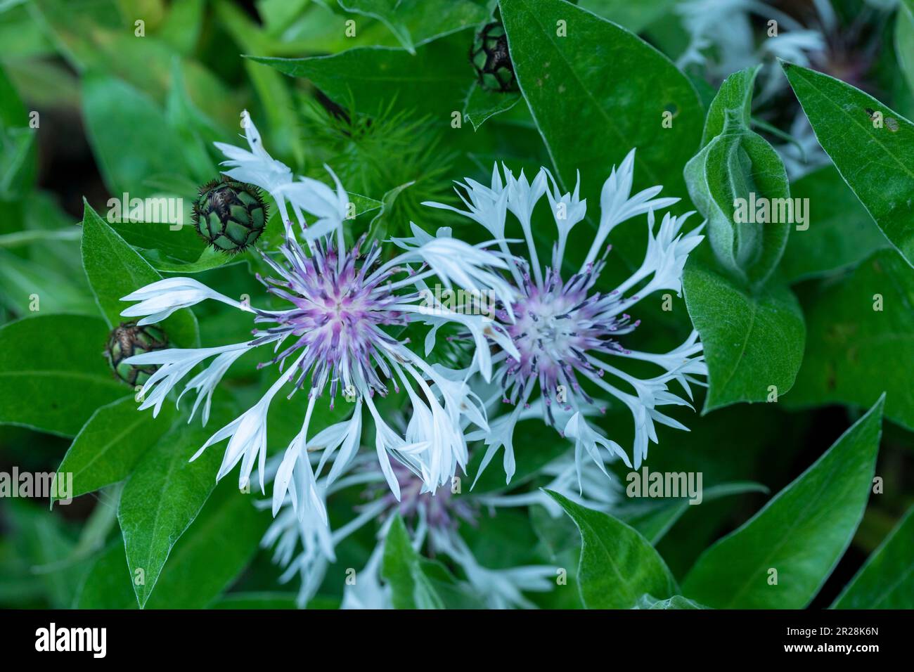 Natural plant macro of Centaurea Montana - Purple Heart, close up ...