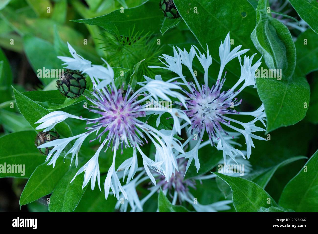 Natural plant macro of Centaurea Montana - Purple Heart, close up ...