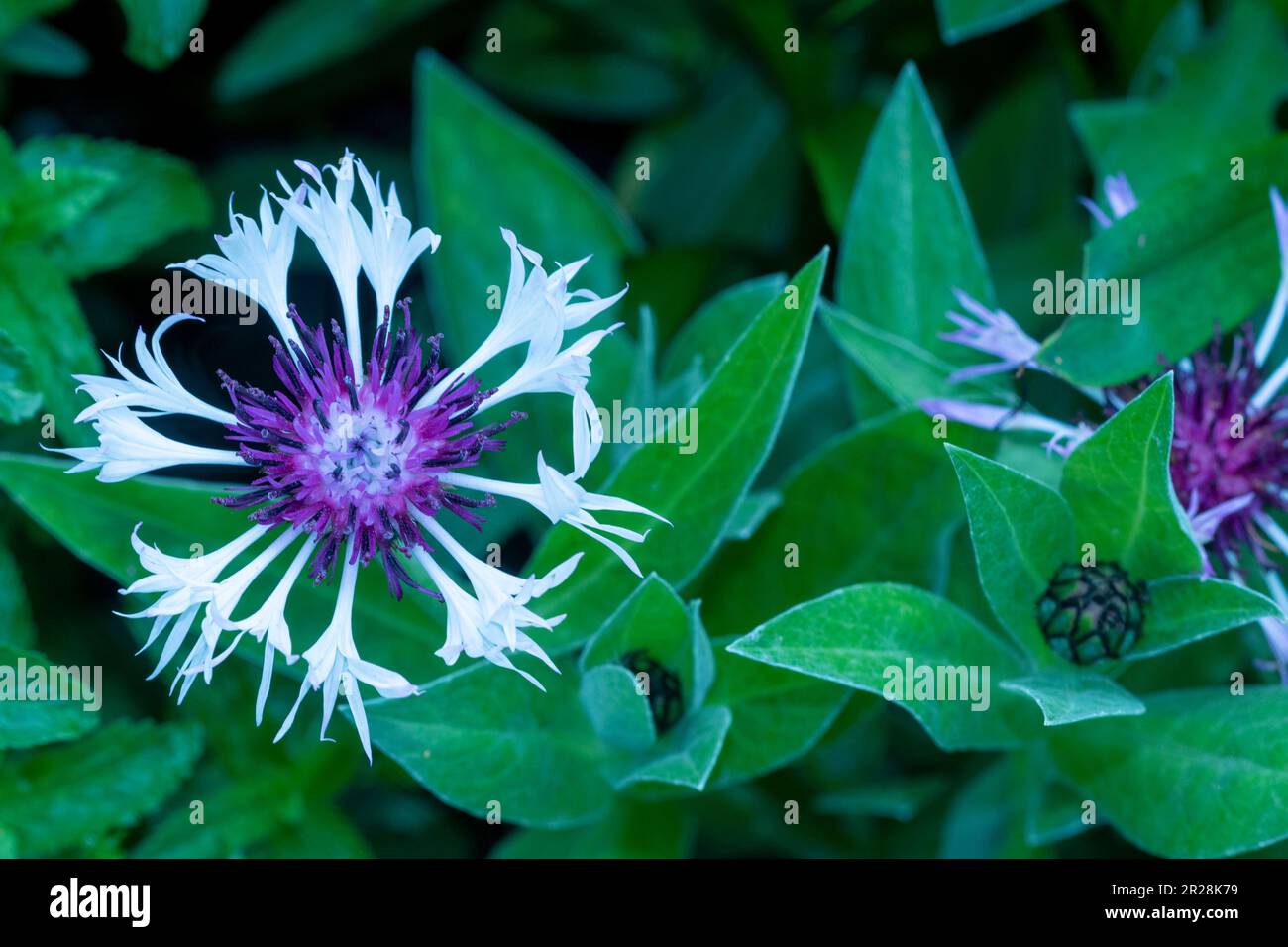 Natural plant macro of Centaurea Montana - Purple Heart, close up ...