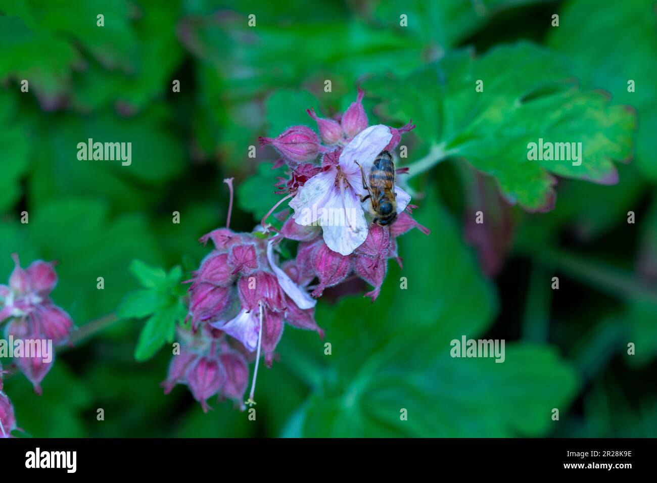 Natural close up flower portrait of Geranium Macrorrhizum, big-root ...