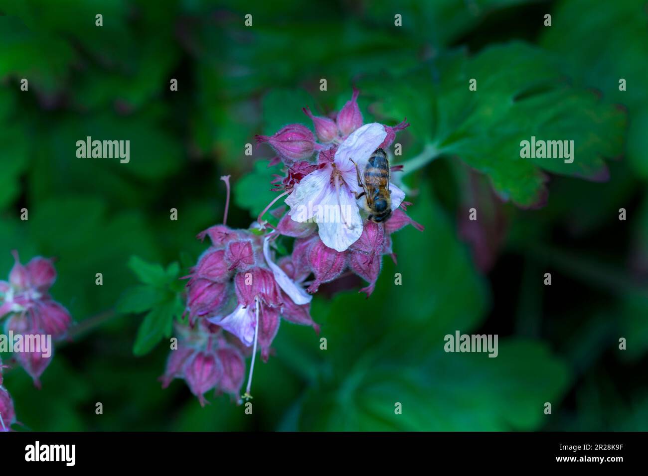 Natural close up flower portrait of Geranium Macrorrhizum, big-root ...