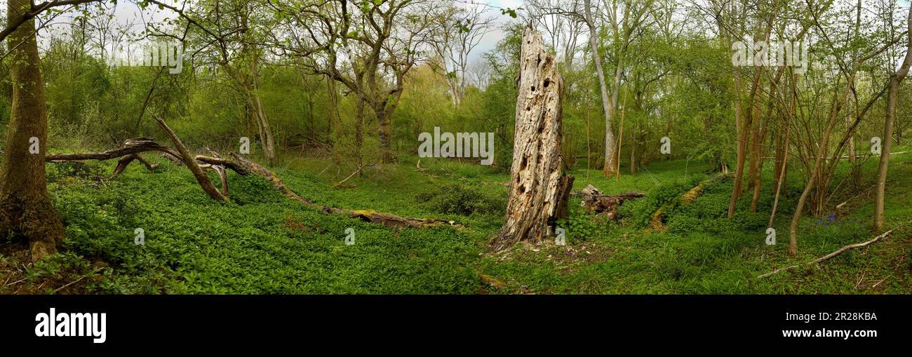 Moody woodland landscape with rotting tree stump prominent, surviving ...