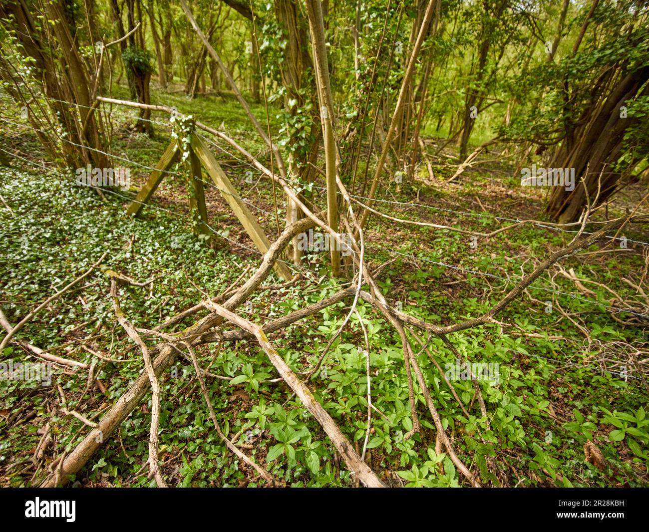 Incongruous: barbed wire fence, posts being overtaken by Ivy, in the ...