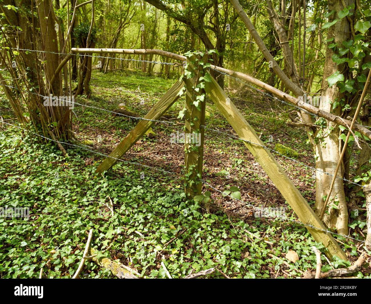 Incongruous: barbed wire fence, posts being overtaken by Ivy, in the ...