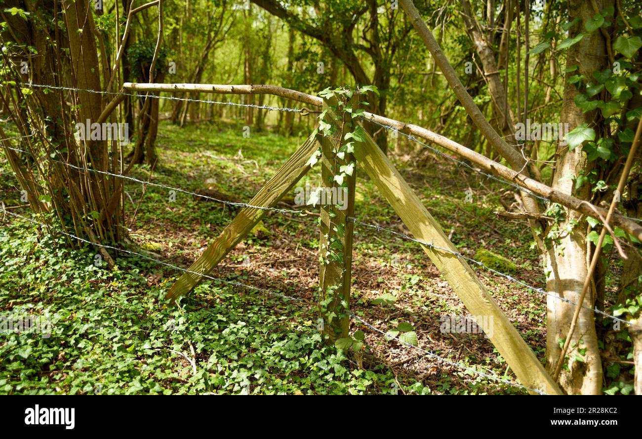 Incongruous: barbed wire fence, posts being overtaken by Ivy, in the ...