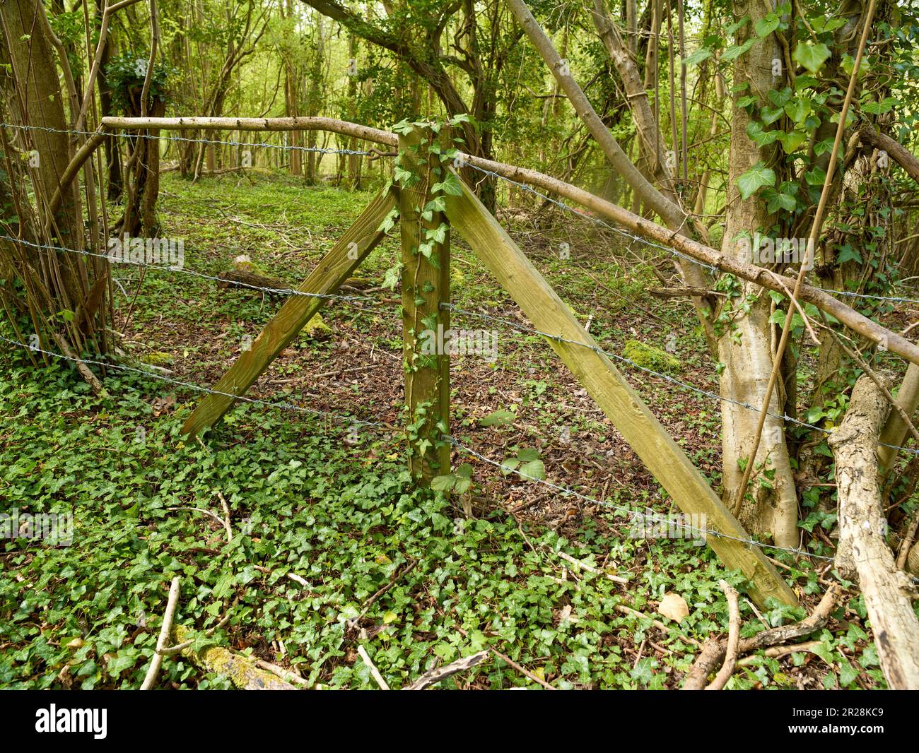 Incongruous: barbed wire fence, posts being overtaken by Ivy, in the ...