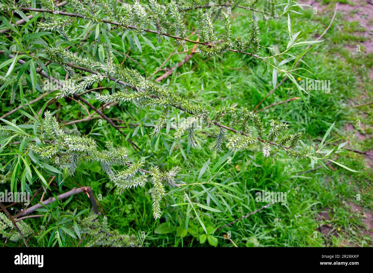 Osier willow hi-res stock photography and images - Alamy