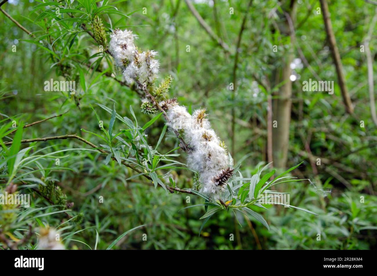 Osier willow tree salix viminalis hi-res stock photography and images ...
