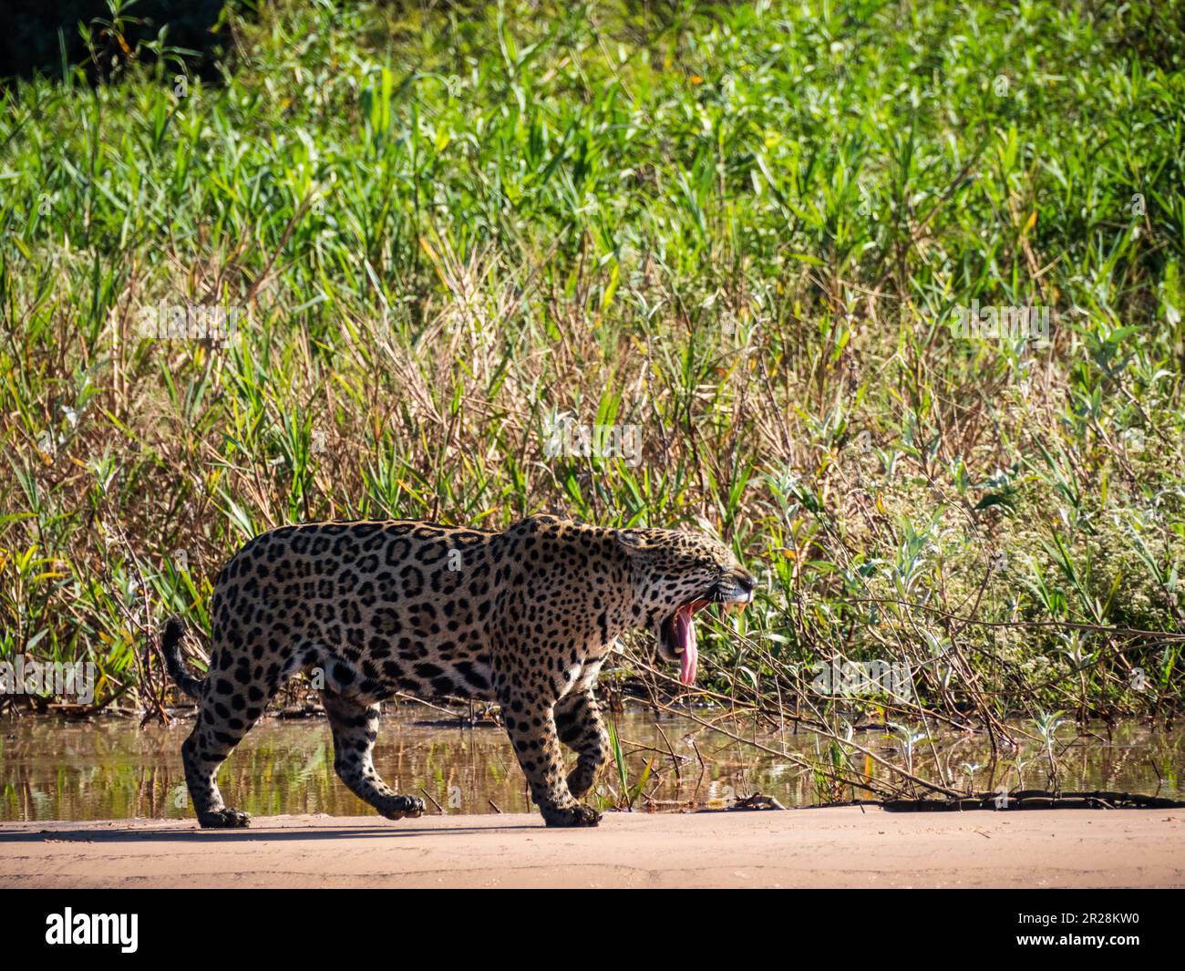 Capture a glimpse of the Pantanal's enigmatic allure with a photo ...