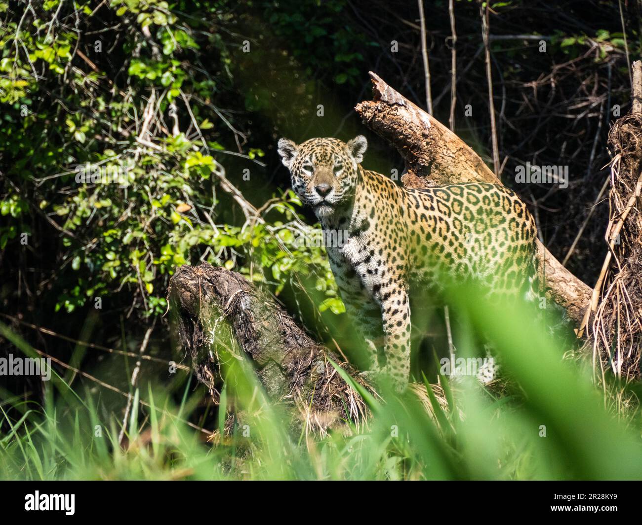 Encounter the elusive beauty of a jaguar in its Pantanal habitat, where ...