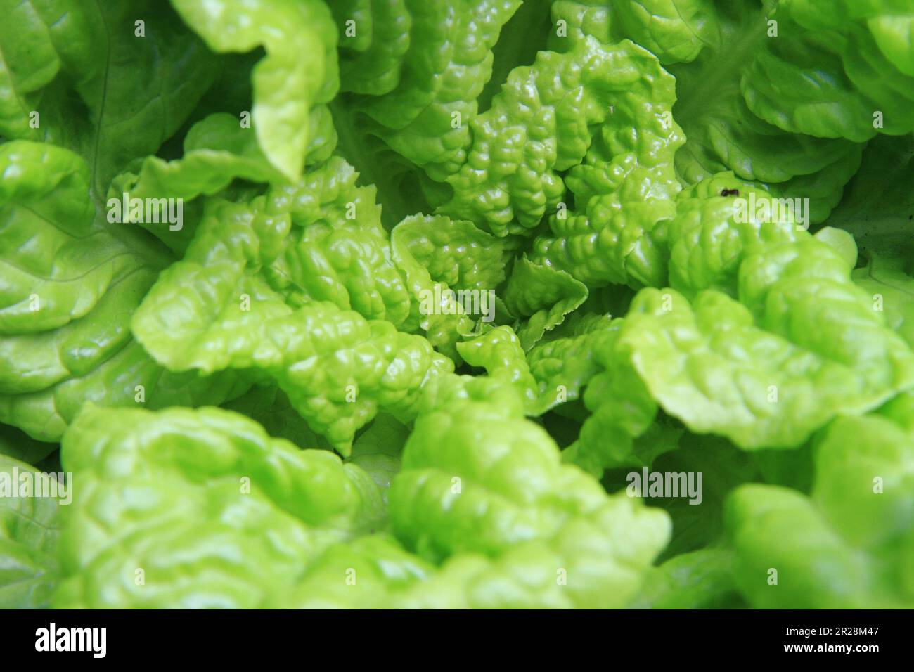 Lettuce texture hi-res stock photography and images - Alamy