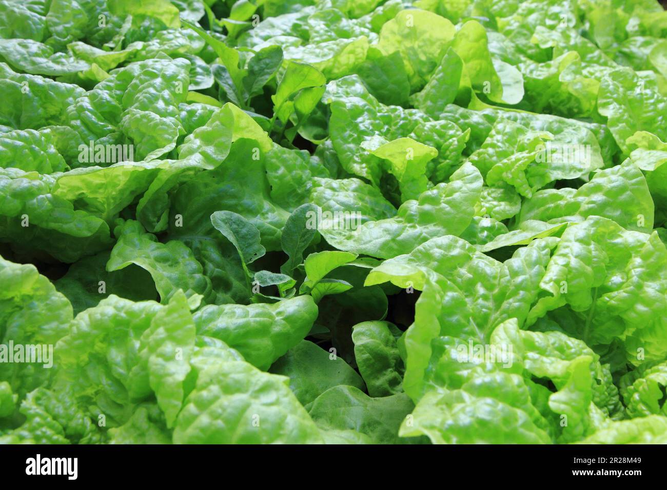 Lettuce texture hi-res stock photography and images - Alamy
