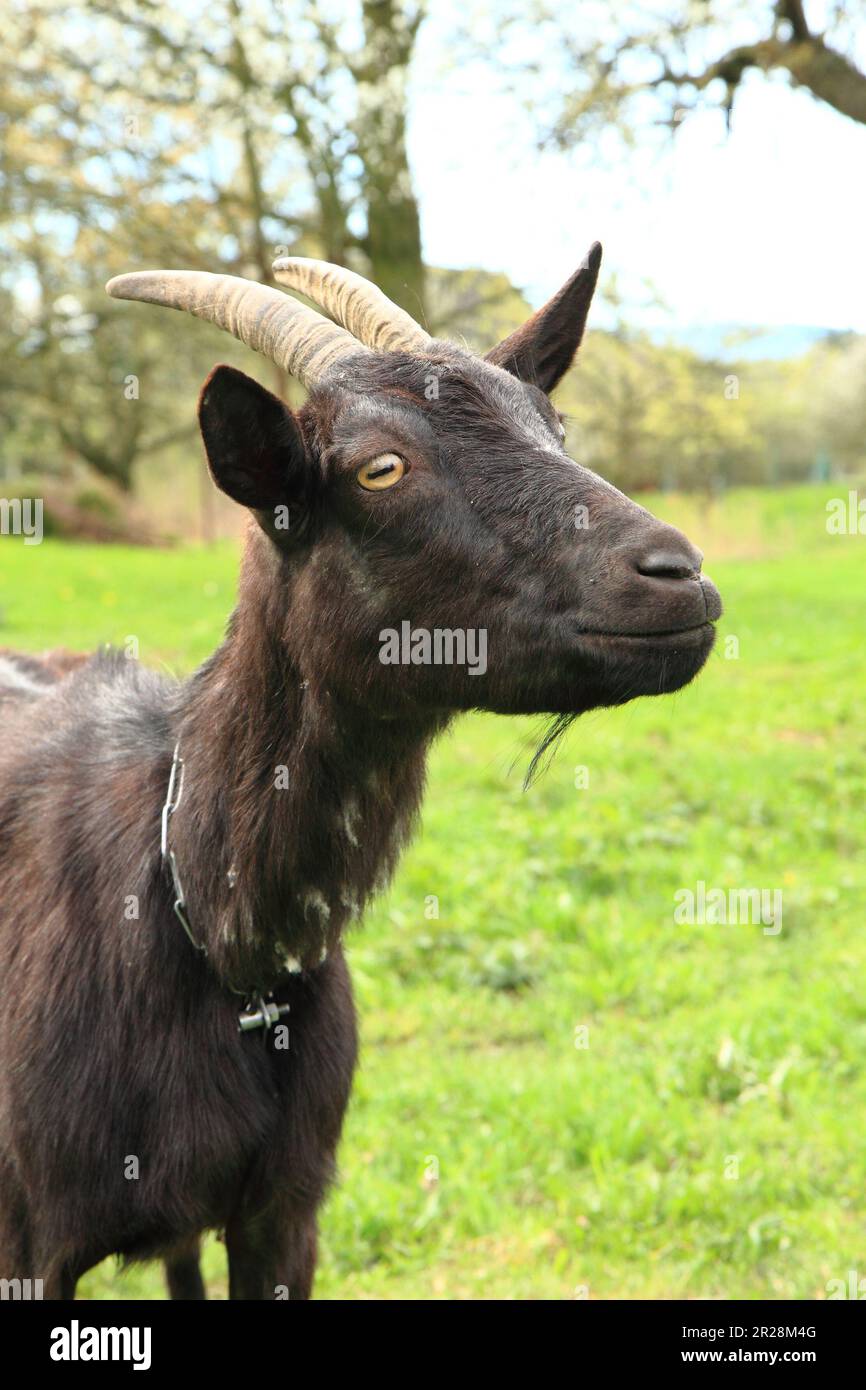 black goat in the grass from small home farm Stock Photo - Alamy