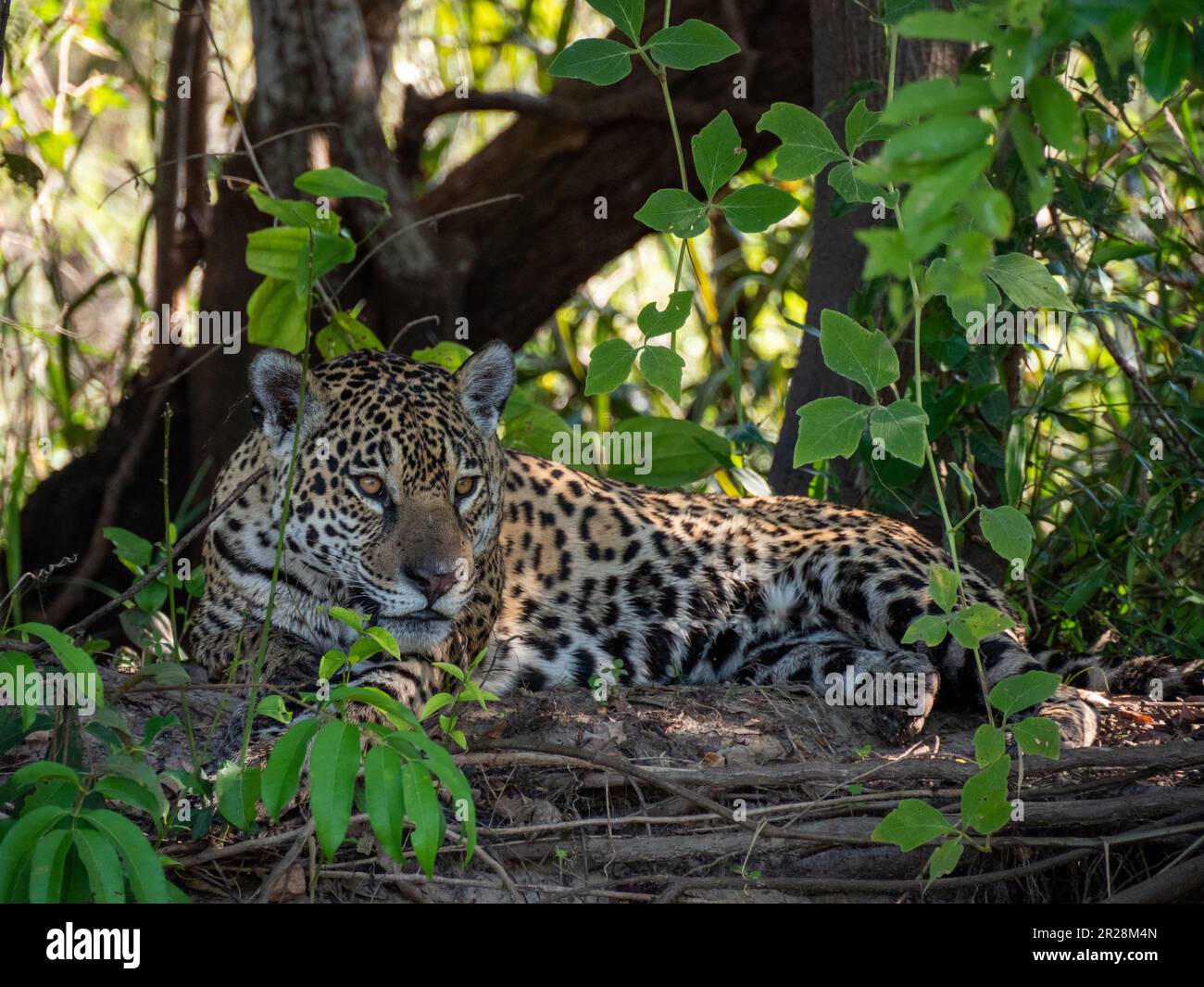 In the heart of Pantanal, Brazil, a majestic jaguar rests in its ...