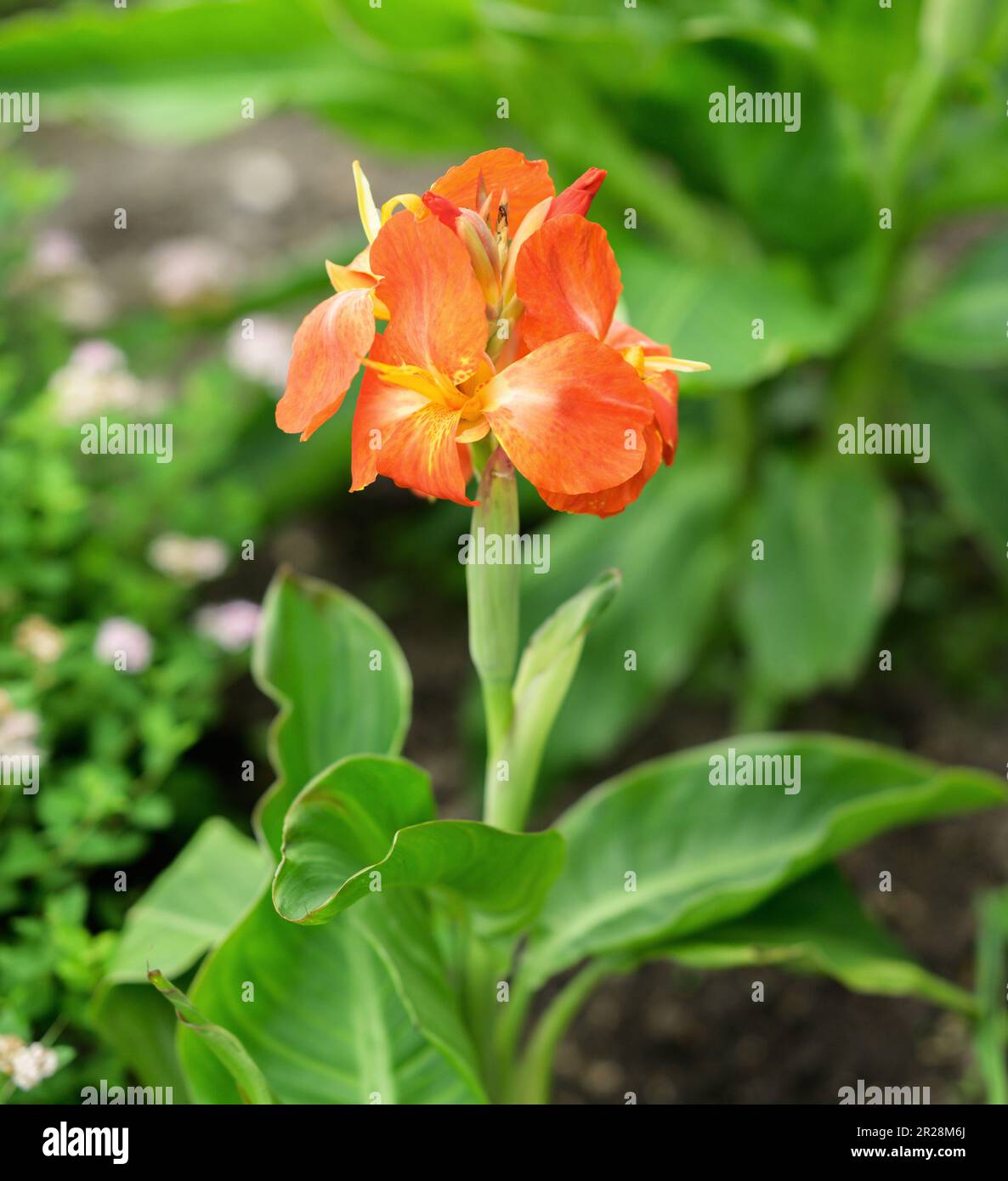 Orange canna flower in the garden Stock Photo - Alamy