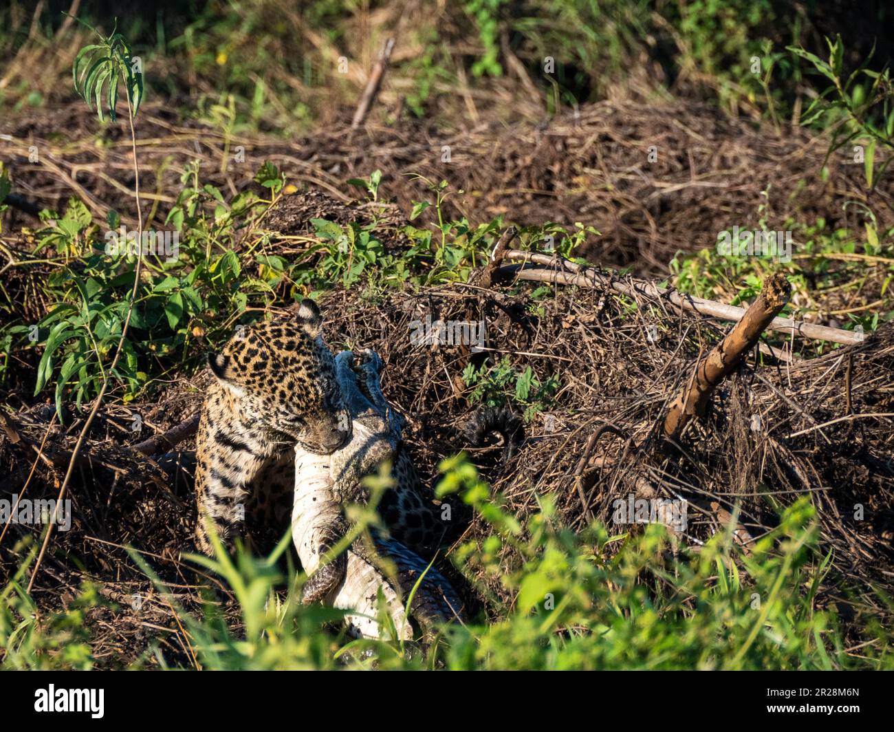 In the heart of Pantanal, Brazil, a majestic jaguar hunts in its ...