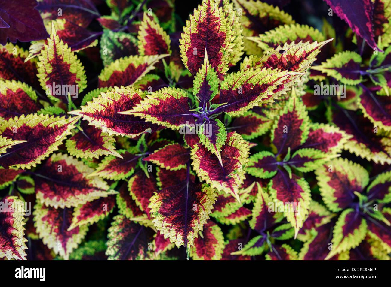 Colorful coleus leaves in the garden Stock Photo - Alamy