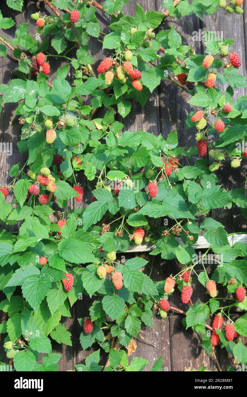 raspberries plant with fruits as nice background Stock Photo - Alamy
