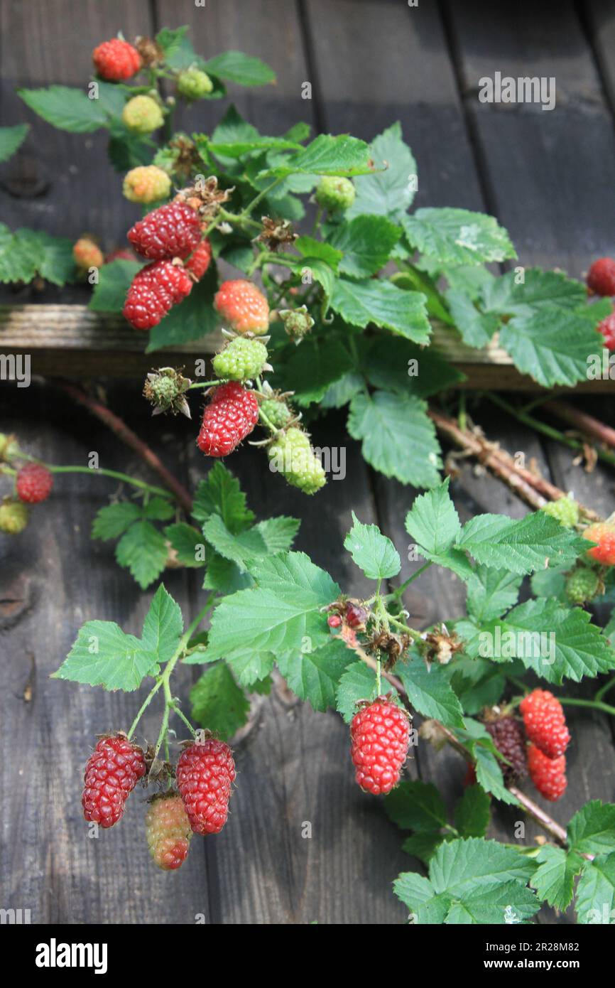raspberries plant with fruits as nice background Stock Photo - Alamy