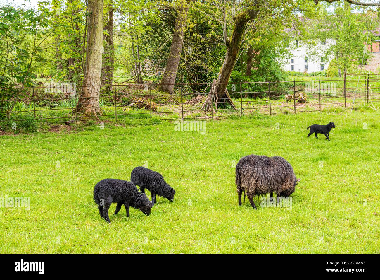 Rare breed Hebridean sheep and lambs in the orchard at Lower ...