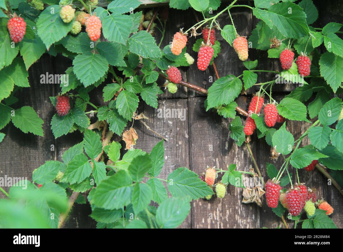 raspberries plant with fruits as nice background Stock Photo - Alamy