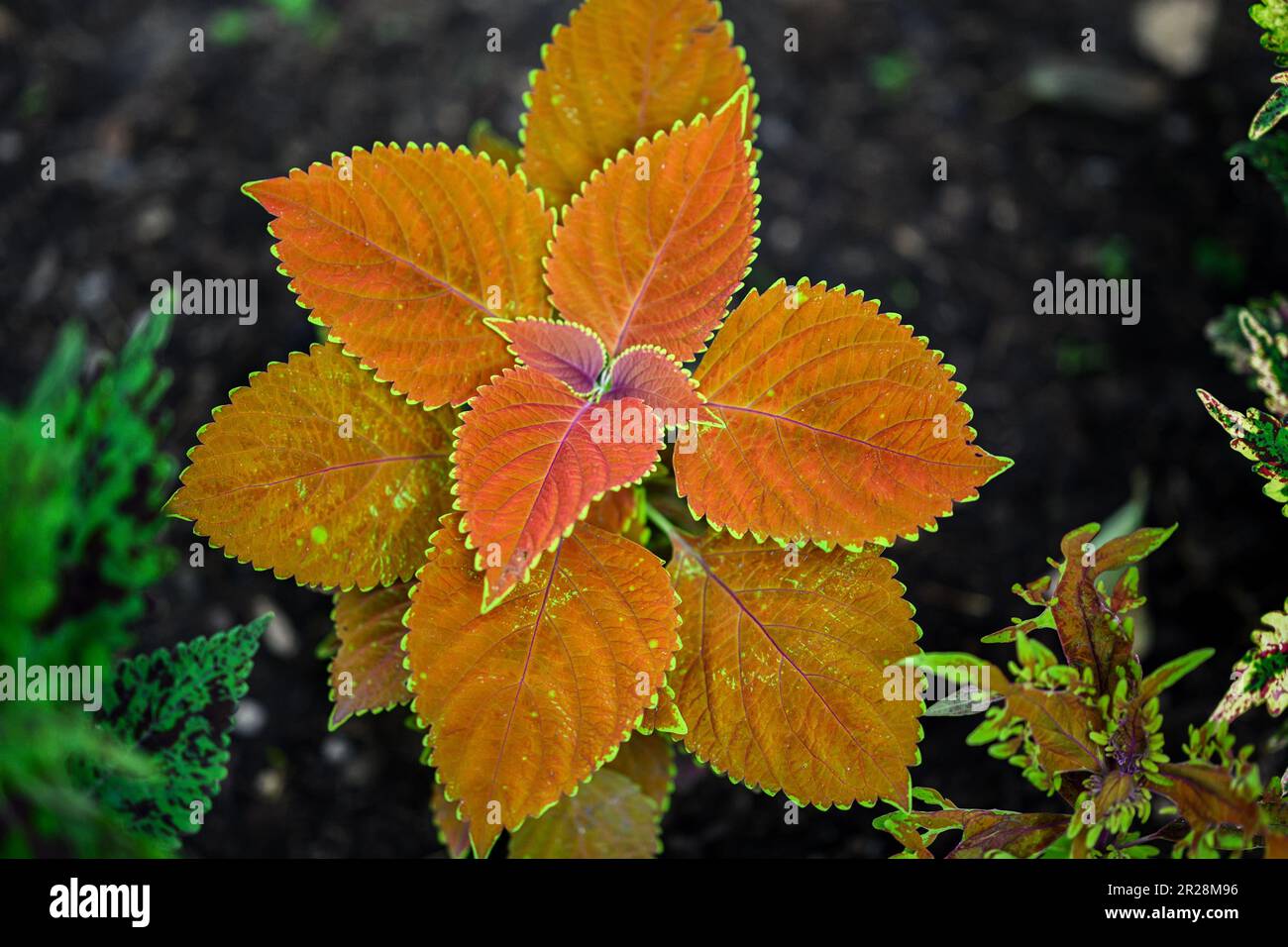 Colorful coleus leaves in the garden Stock Photo - Alamy
