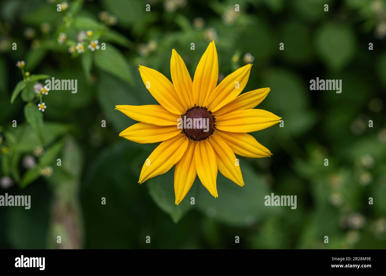 Yellow rudbeckia flower in the garden Stock Photo - Alamy