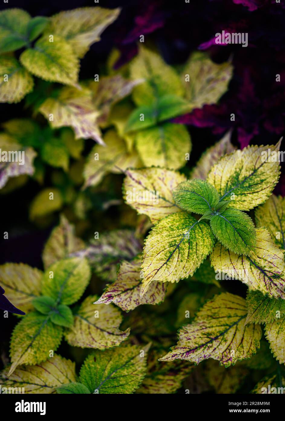 Colorful coleus leaves in the garden Stock Photo - Alamy
