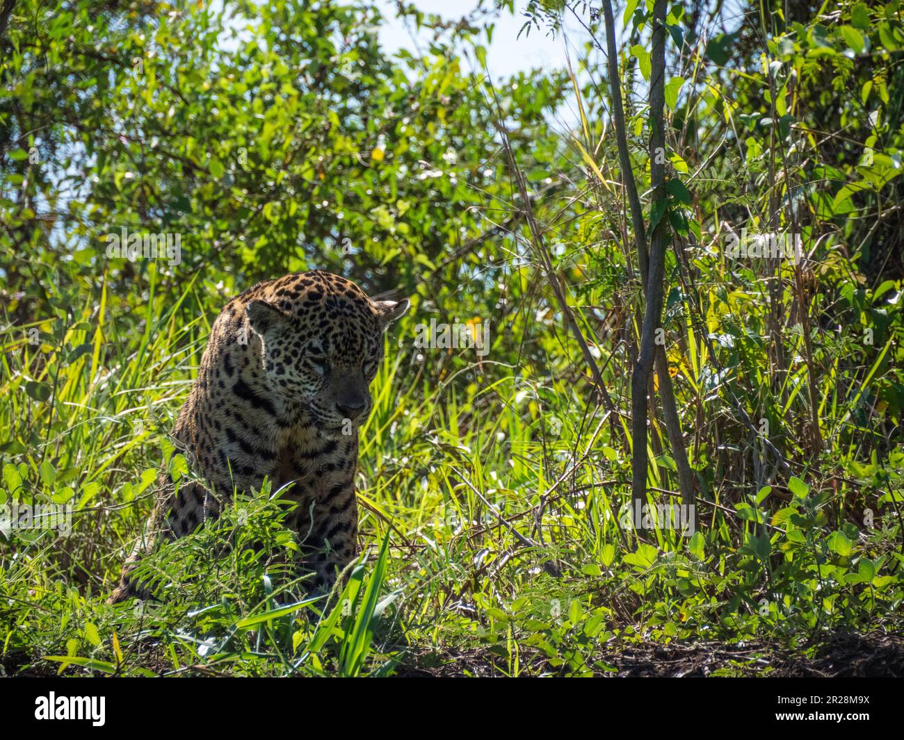 Immerse yourself in the untamed wilderness of the Pantanal, Brazil, as ...