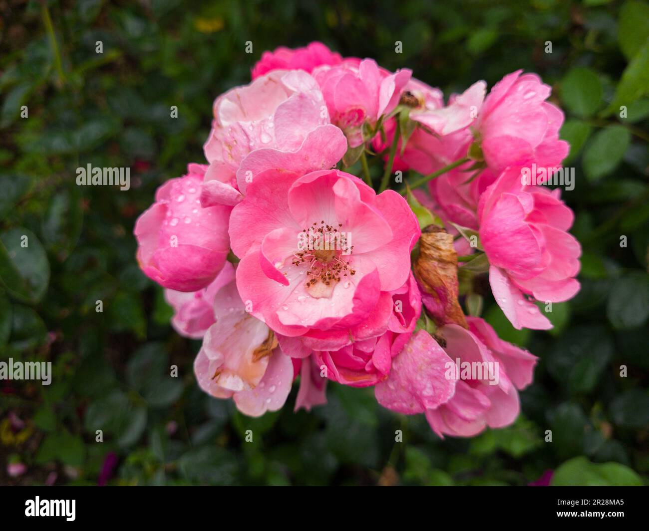 Flower of pink flowers growing in nature. Selective focus Stock Photo ...