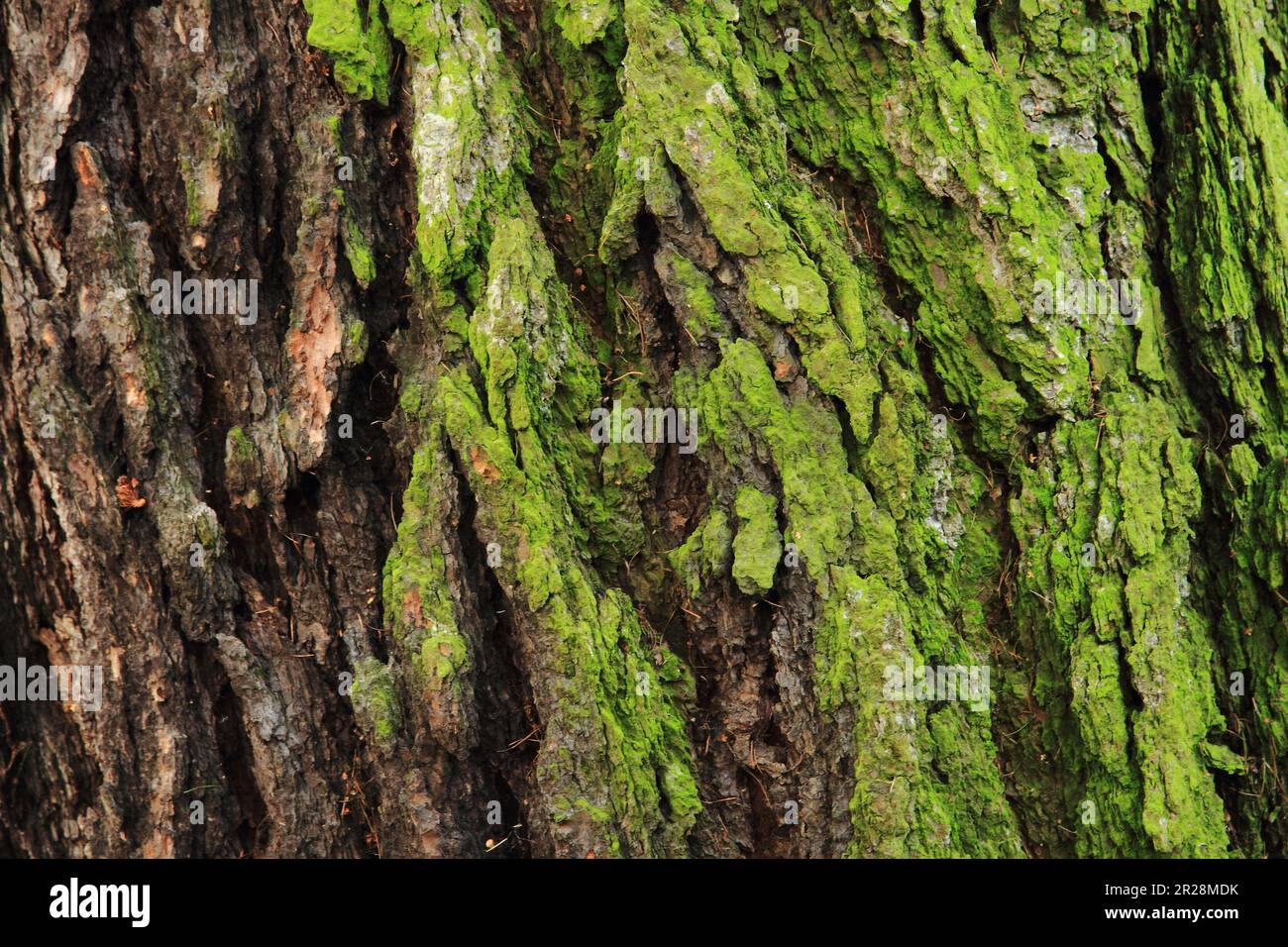 bark texture with moss as nice background Stock Photo - Alamy