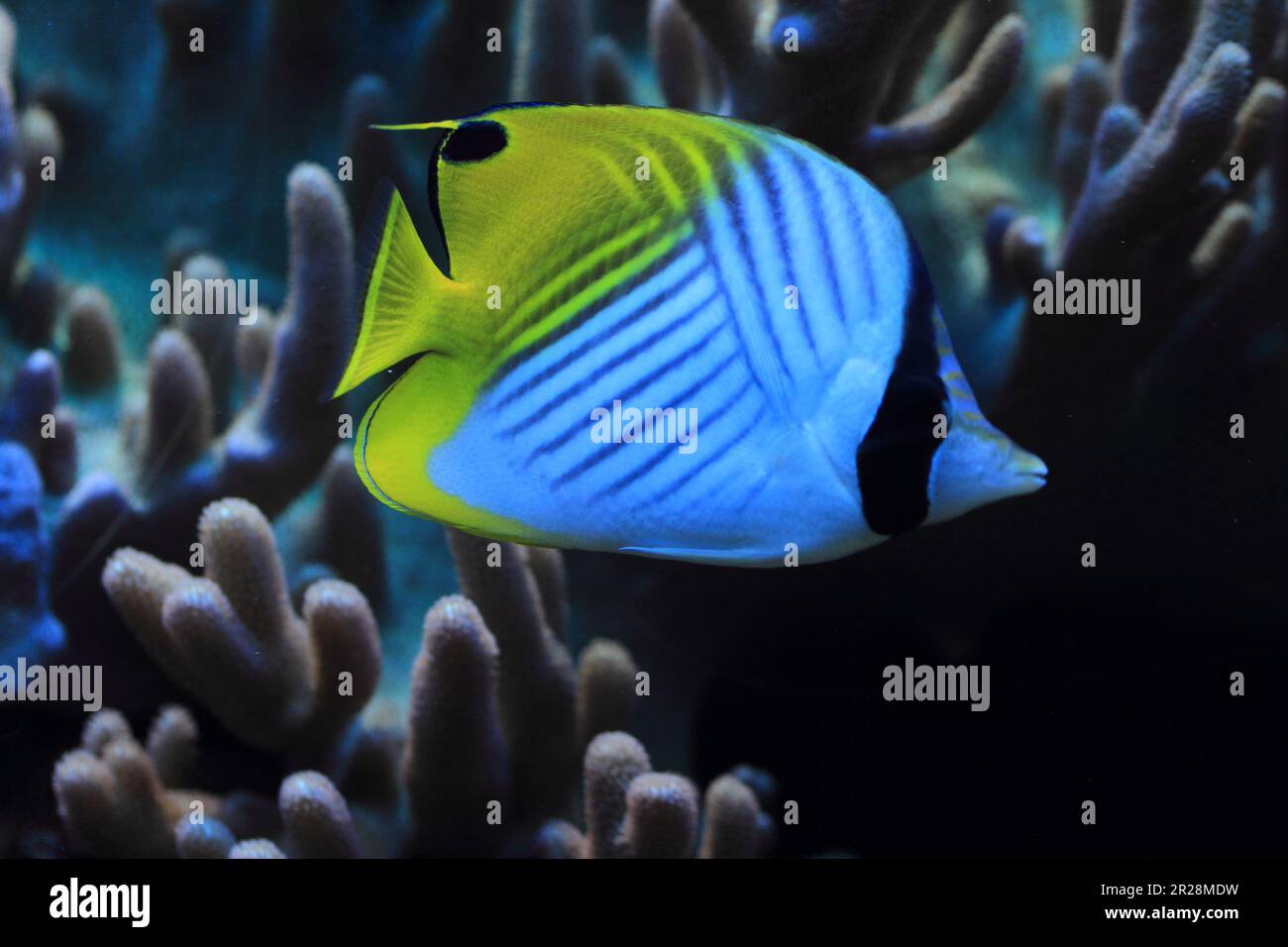 exotic coral fish in the deep sea Stock Photo - Alamy