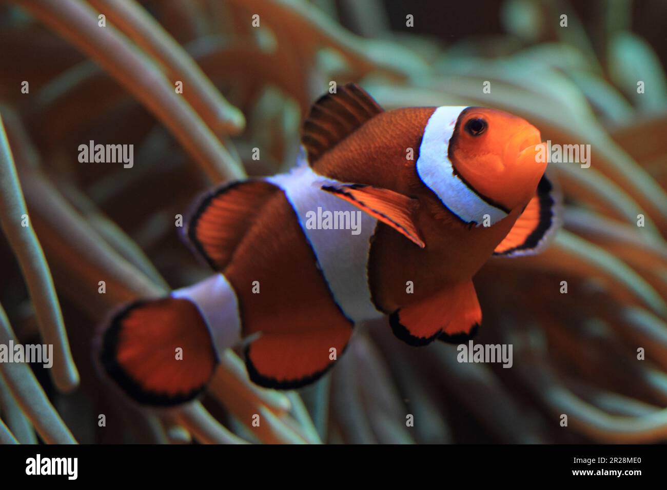 Pair red sea anemonefish amphiprion hi-res stock photography and images ...