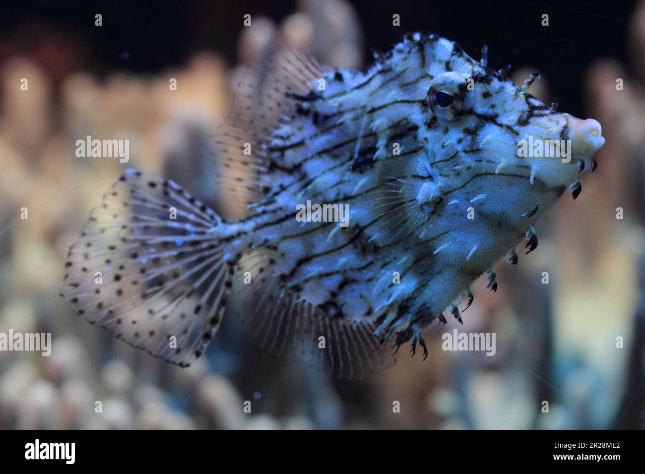 exotic coral fish in the deep sea Stock Photo - Alamy