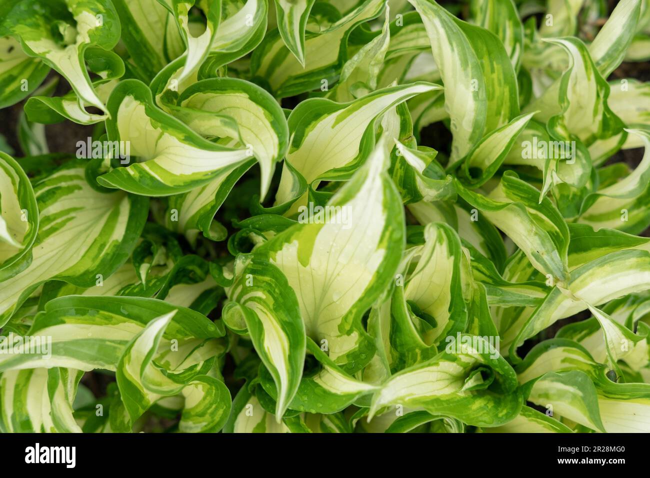 Hosta. Variegated green, white and yellow foliage, soil ground. Amazing ...
