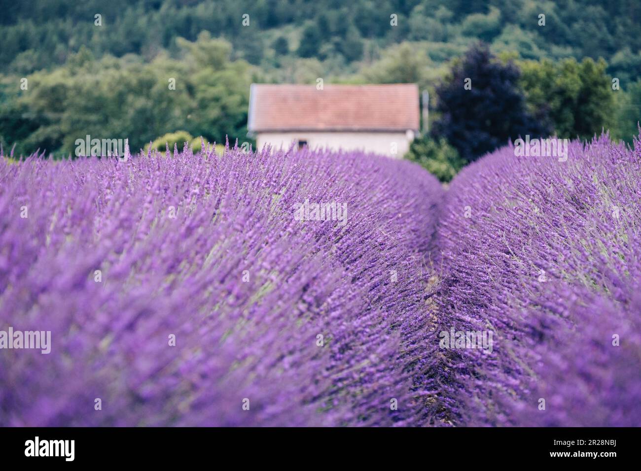 Row of lavender in a field in Provence with small farmstead in the ...