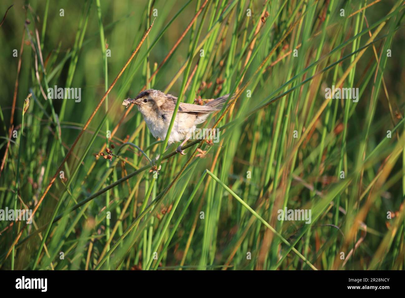 Fledgling bird hi-res stock photography and images - Alamy