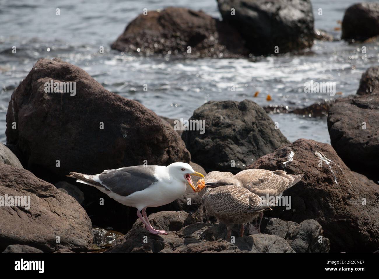 Adult seagull regurgitating food to feed chicks Stock Photo - Alamy