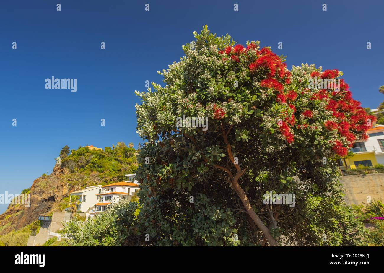 Beautiful red blooms blooming in Madeira island Stock Photo - Alamy