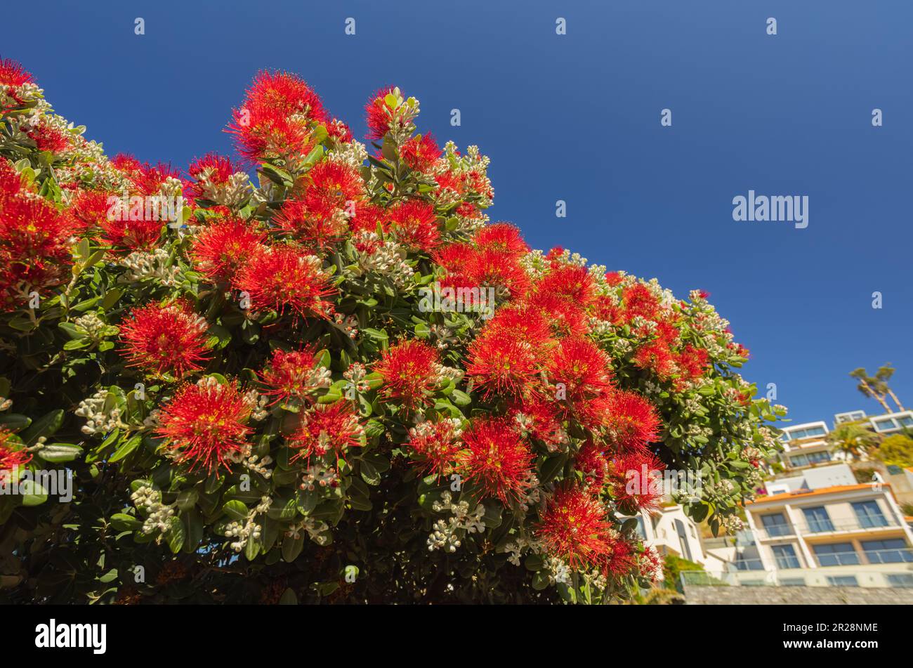 Beautiful red blooms blooming in Madeira island Stock Photo - Alamy