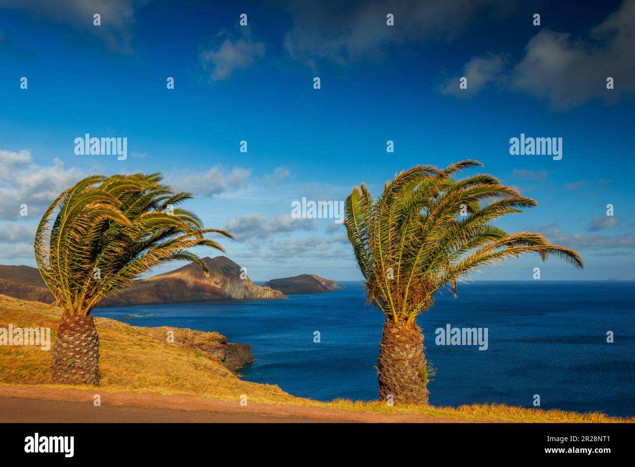 Madeira landscape with a palm tree, background of Madeira Stock Photo ...
