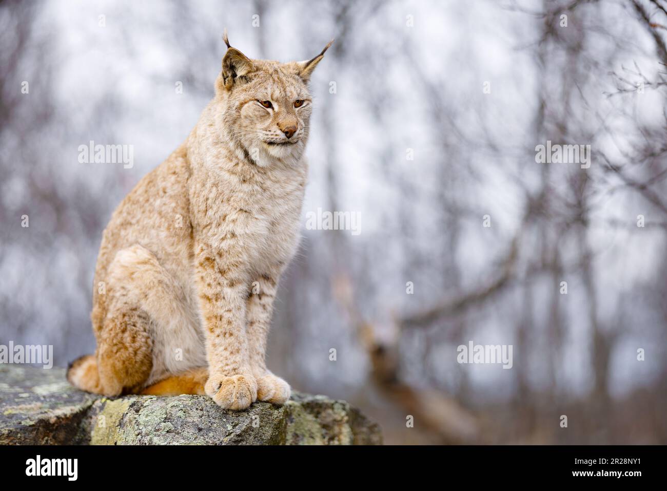 Young lynx lynx lynx sitting on rock hi-res stock photography and ...
