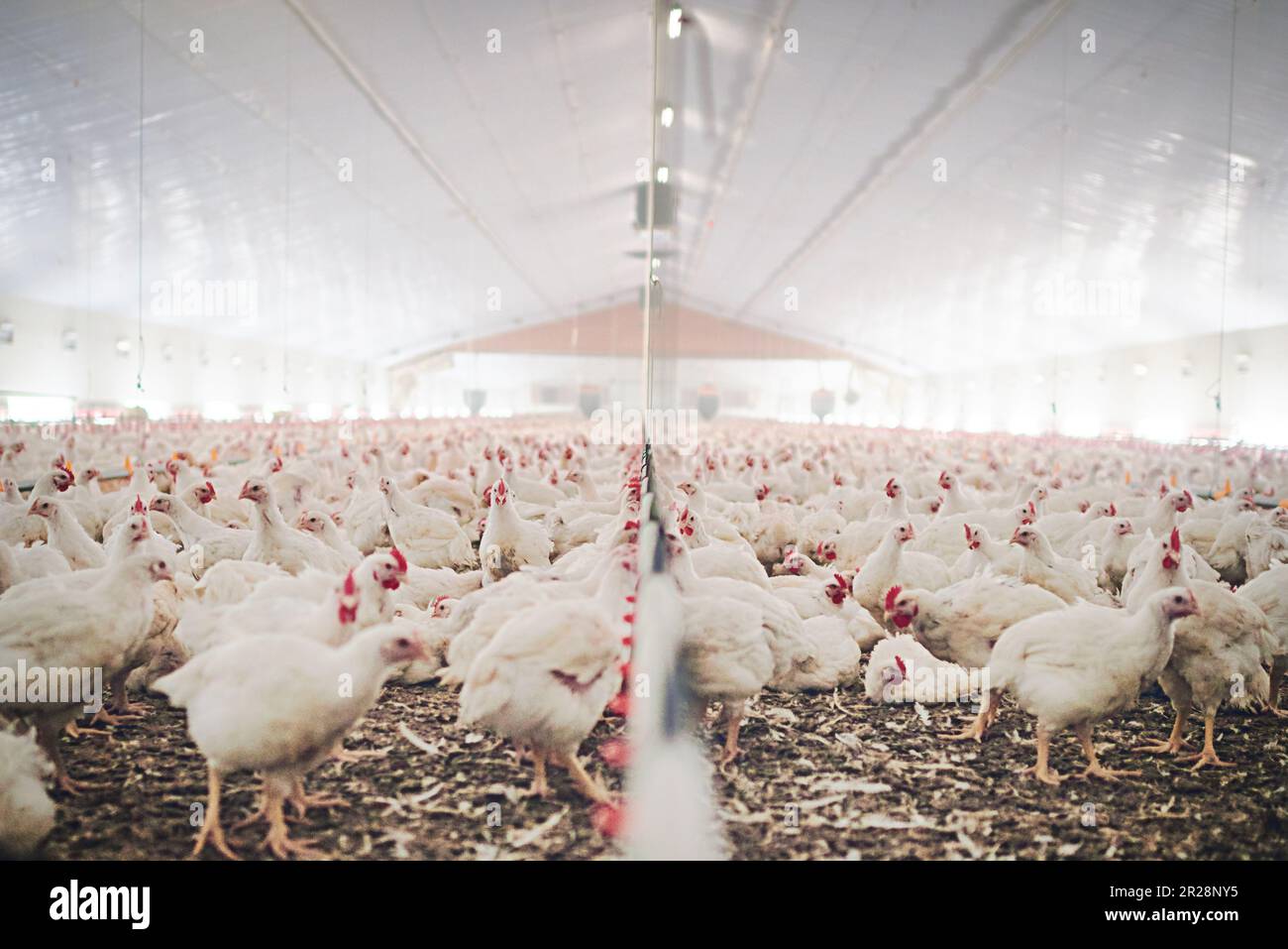Factory farm animals hi-res stock photography and images - Alamy