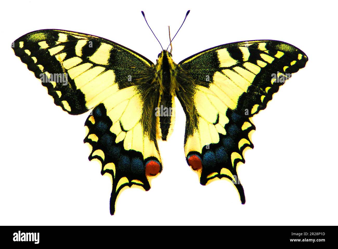 nice yellow butterfly on the white background Stock Photo - Alamy