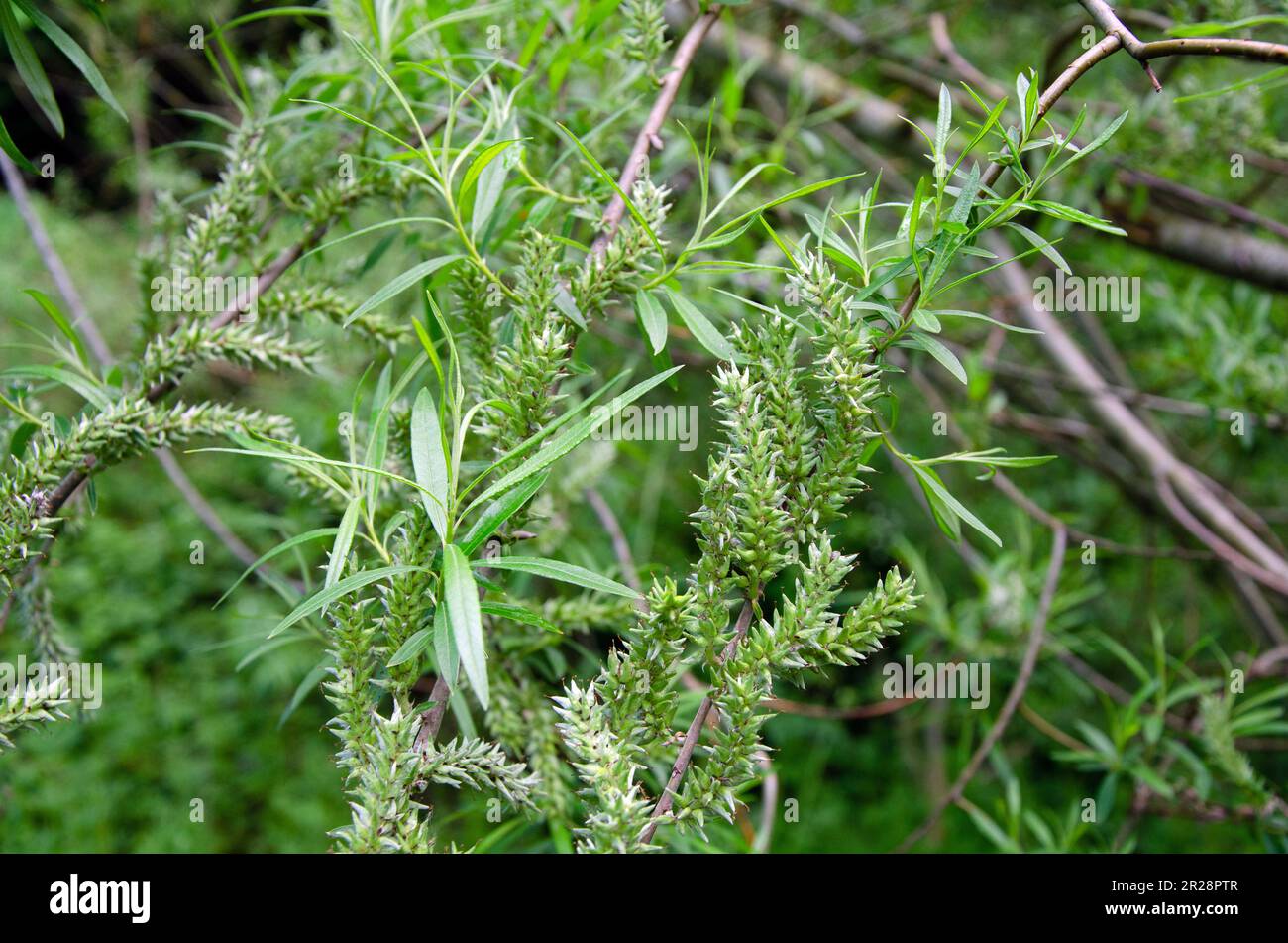 Osier willow tree salix viminalis hi-res stock photography and images ...