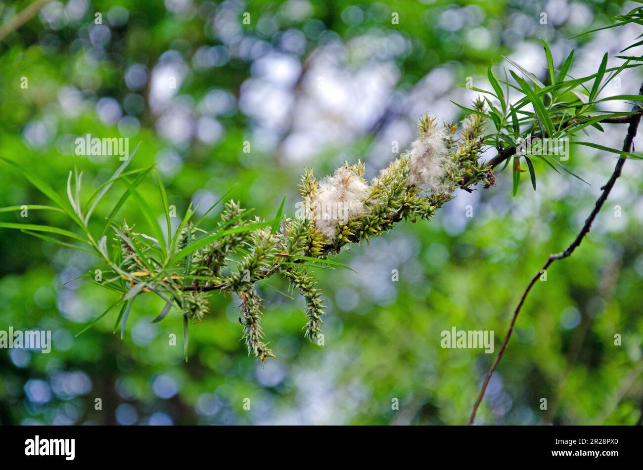 Osier willow tree salix viminalis hi-res stock photography and images ...