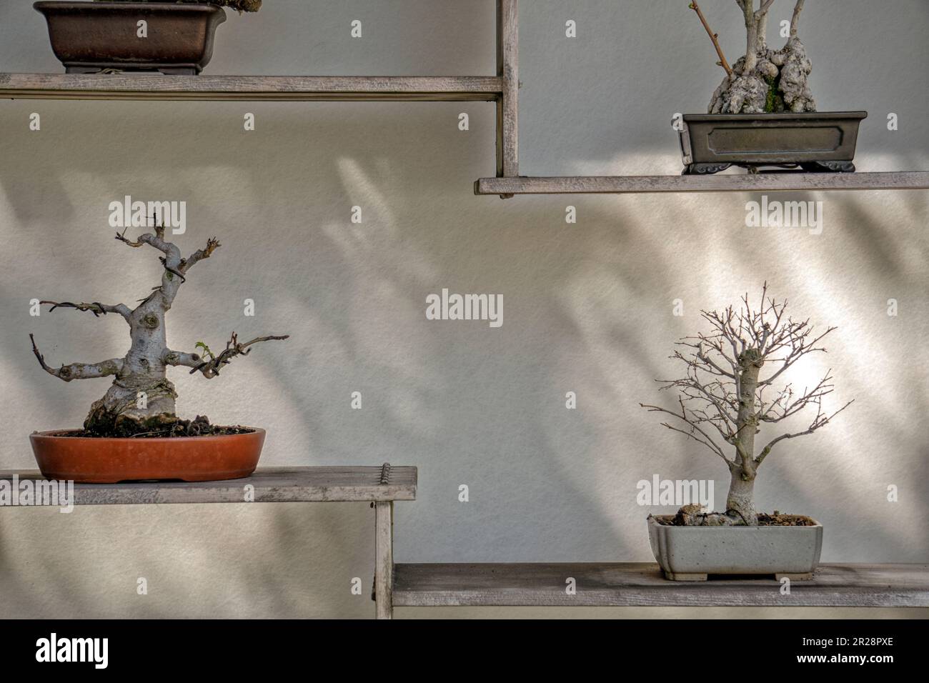 Different bonsai trees in pots on the shelves Stock Photo - Alamy